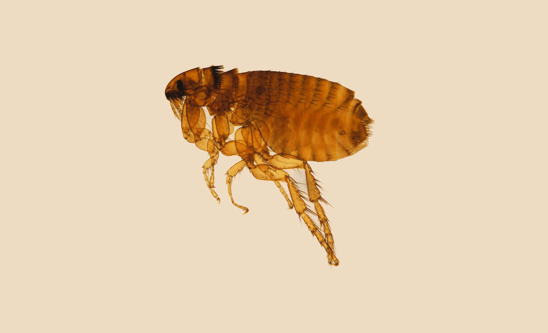 ⚡ Pulgas ¿Qué son? Cómo afectan a nuestro gato o perro [ 2022 ]